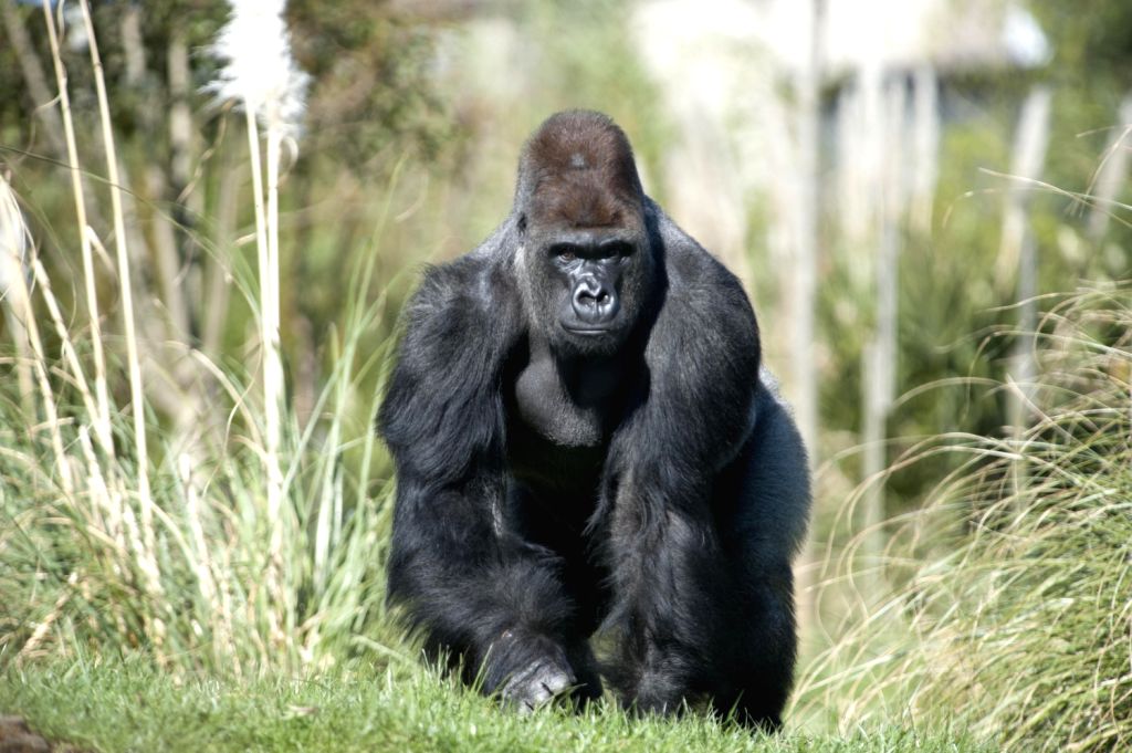 London Zoo: Kumbuka a 15 year old Western Lowland Gorilla