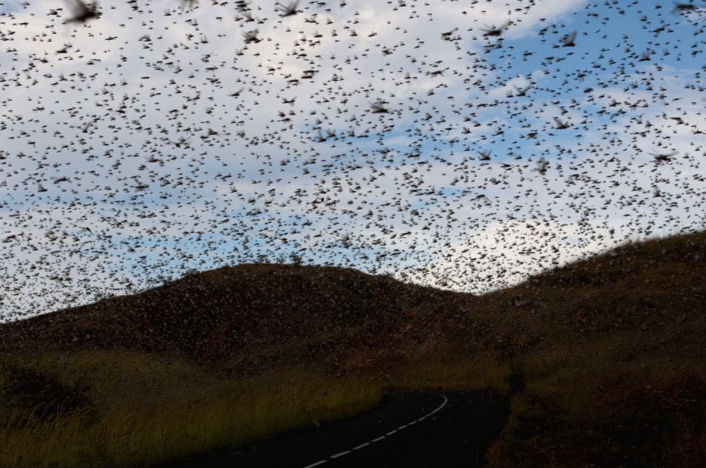 Locust Infestation Plagues Madagascar