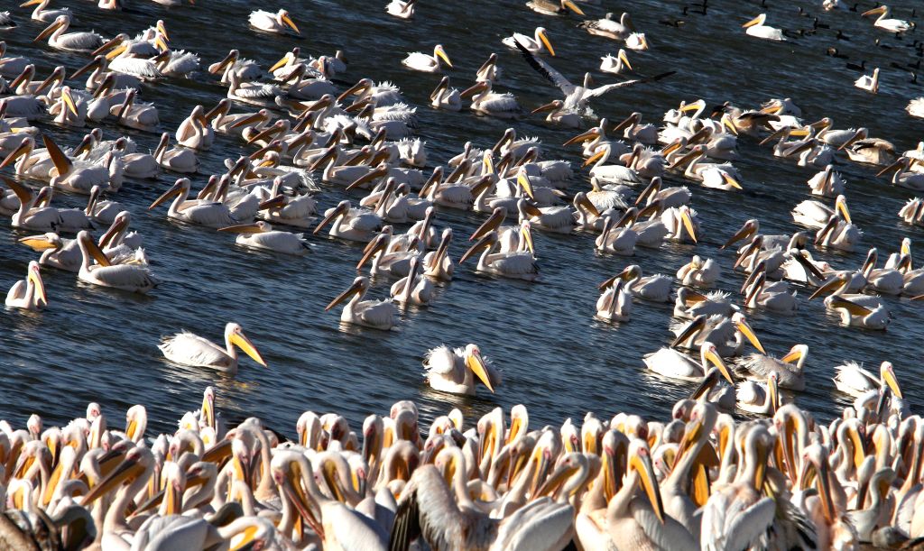 ISRAEL-MISHMAR HASHARON-MIGRATING PELICANS