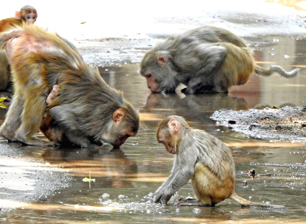 New Delhi :Monkeys quenches their thirst by drinking water on a hot ...