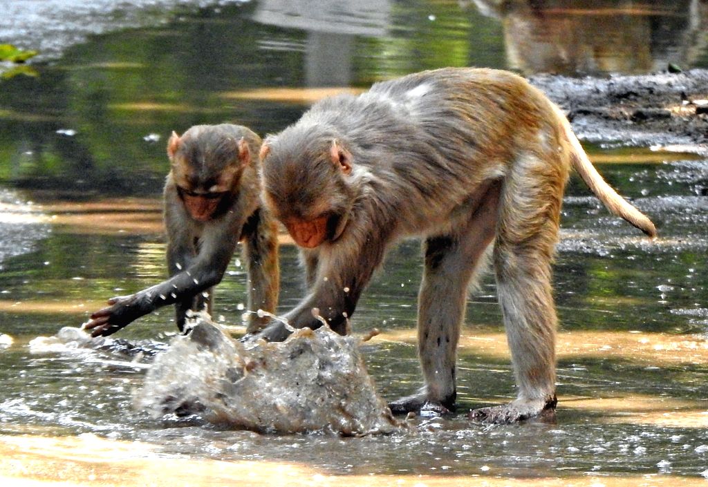 New Delhi :Monkeys quenches their thirst by drinking water on a hot ...