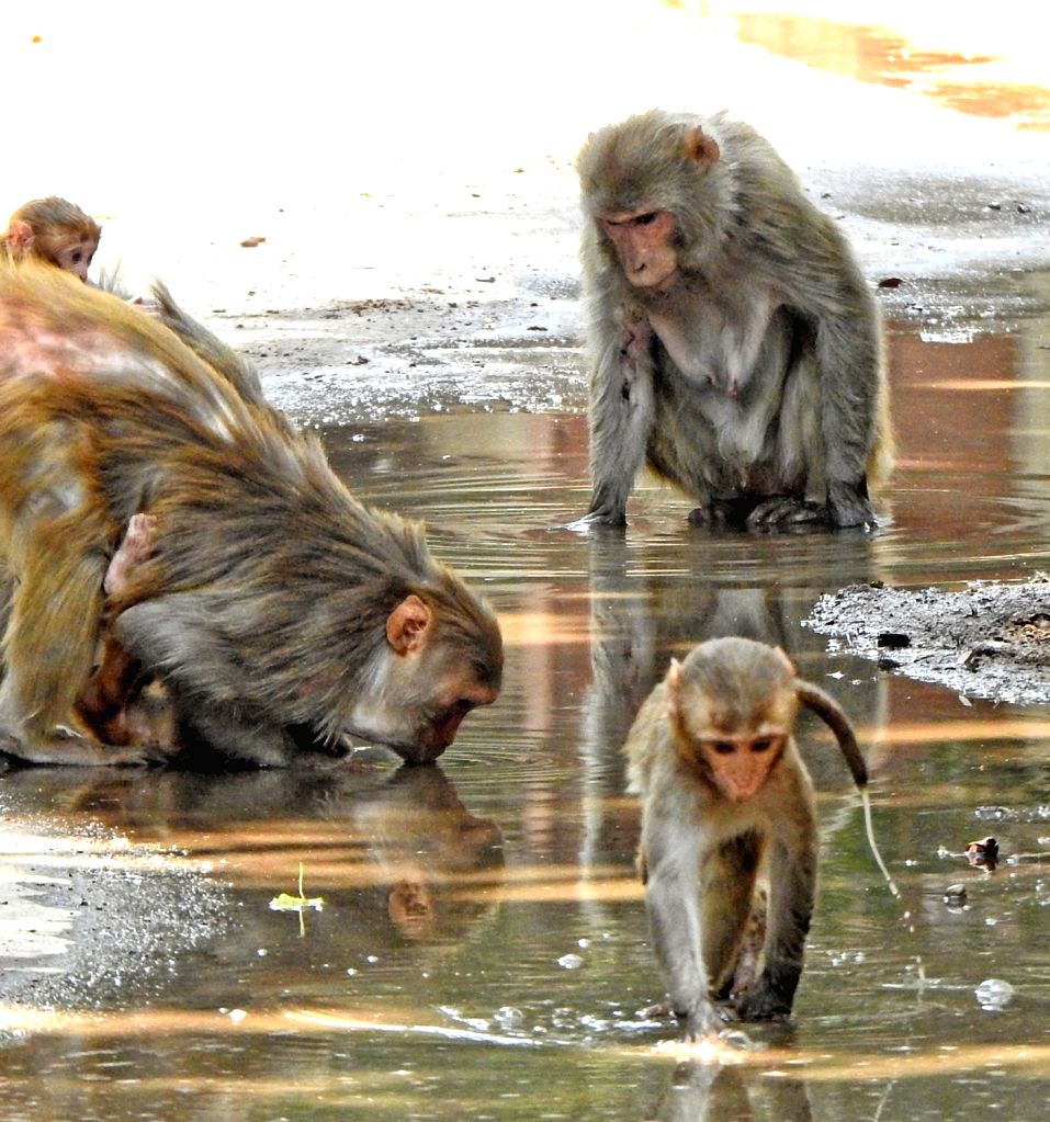 New Delhi :Monkeys quenches their thirst by drinking water on a hot ...