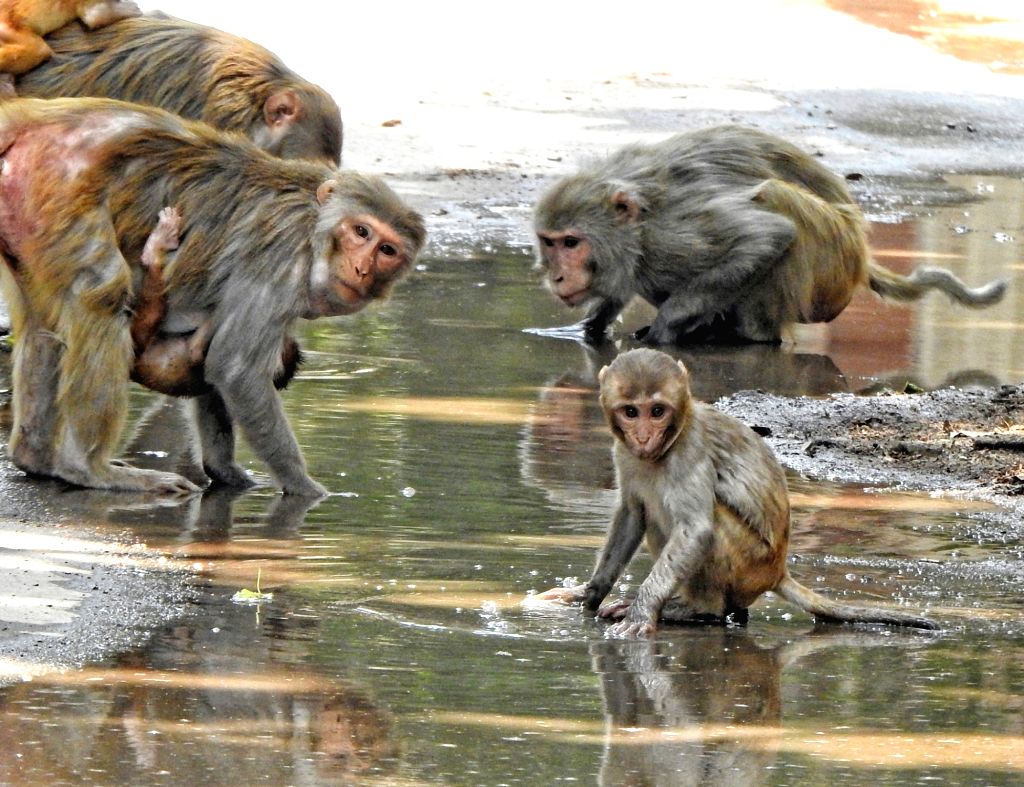 New Delhi :Monkeys quenches their thirst by drinking water on a hot ...