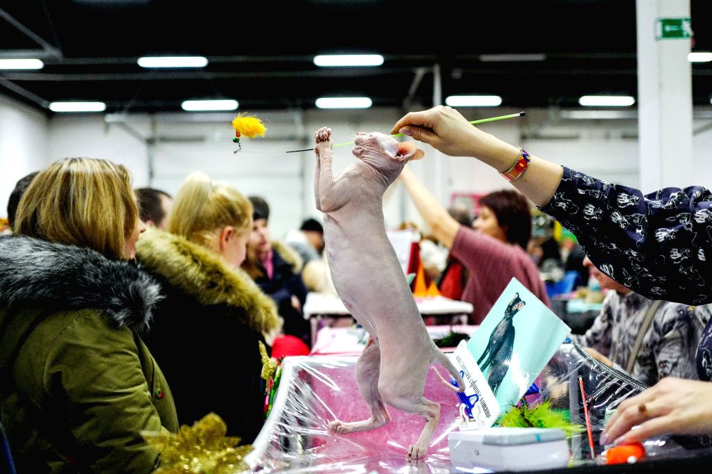 RUSSIA-MOSCOW-CAT SHOW