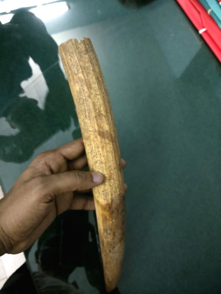 Rare Atlantic walrus tusk seized in Maha's Ratnagiri, probe launched