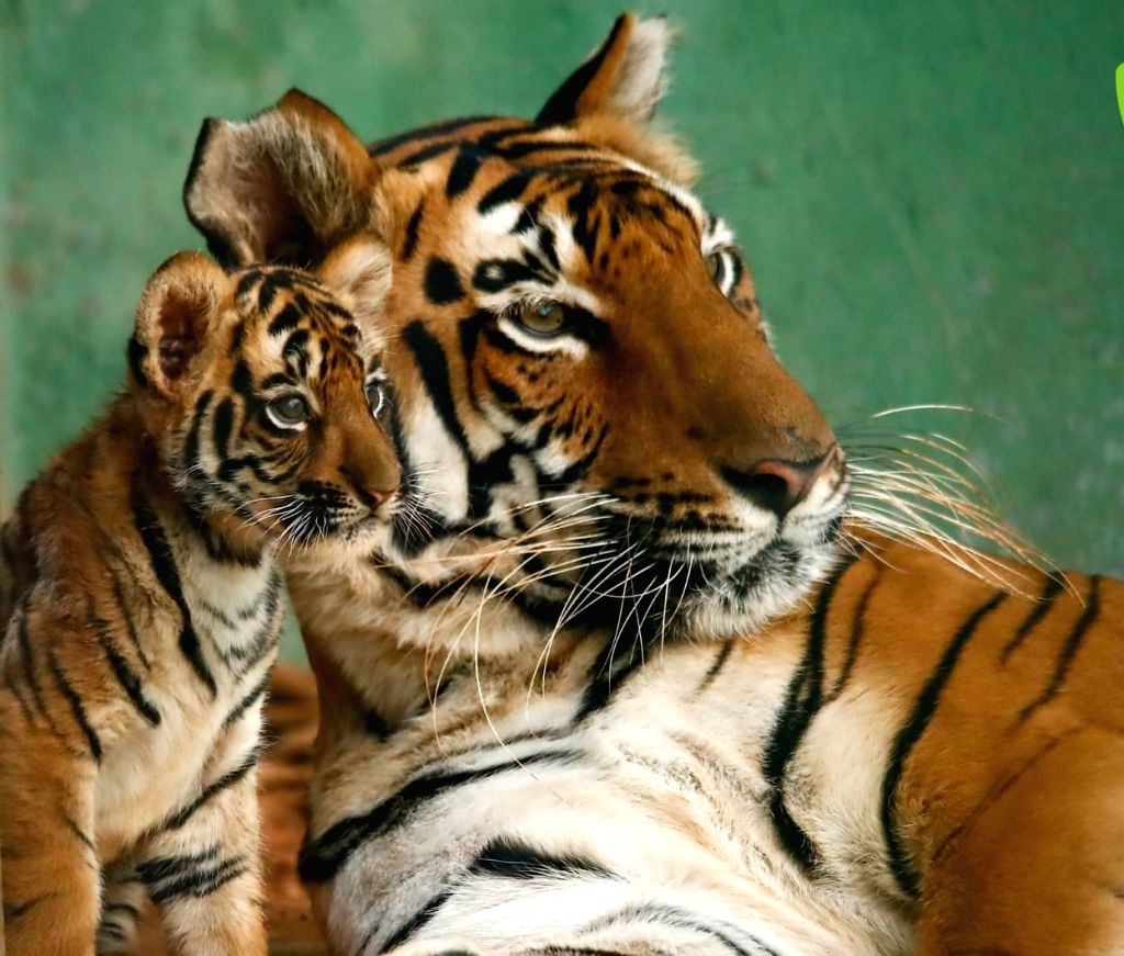 Free photo : Mumbai Zoo.