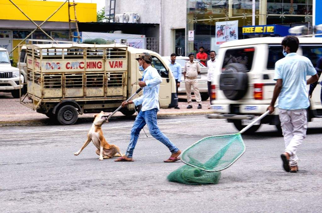 Municipal Corporation Carries Out Stray Dog Catching Drive
