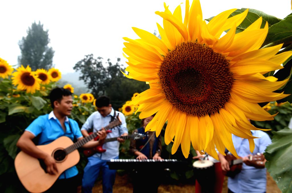 CHINA-HENAN-SUNFLOWERS