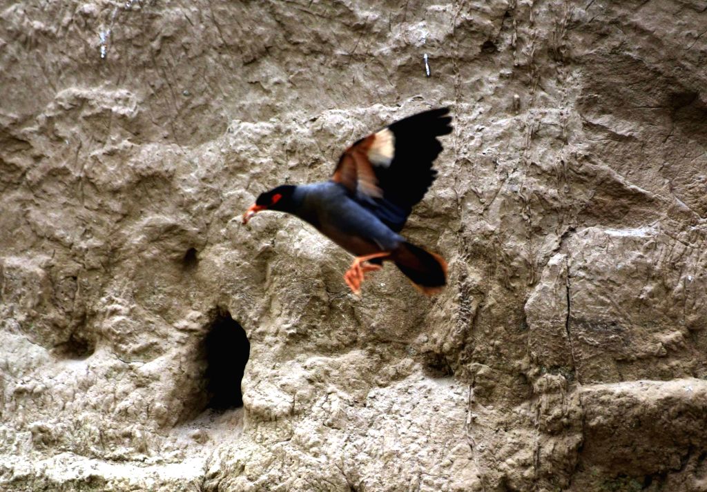 Myna birds nesting