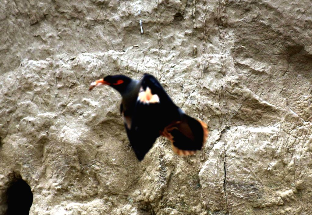 Myna birds nesting