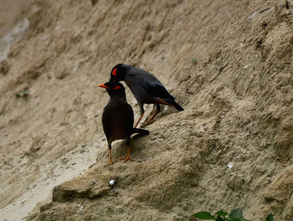 Myna birds nesting