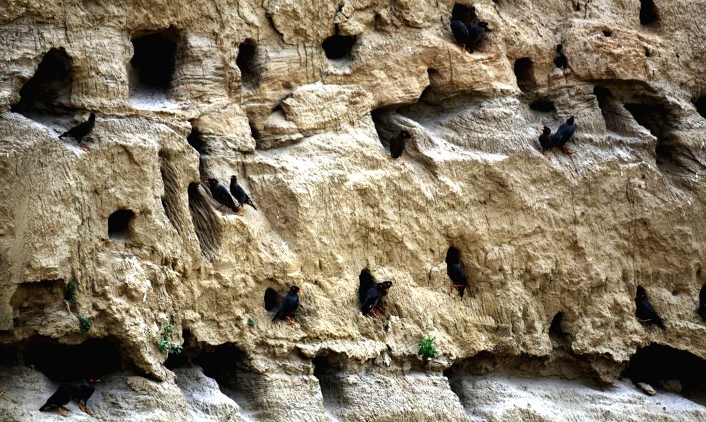 Myna birds nesting