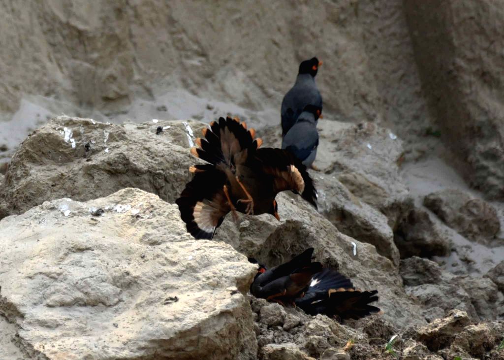 Myna birds nesting