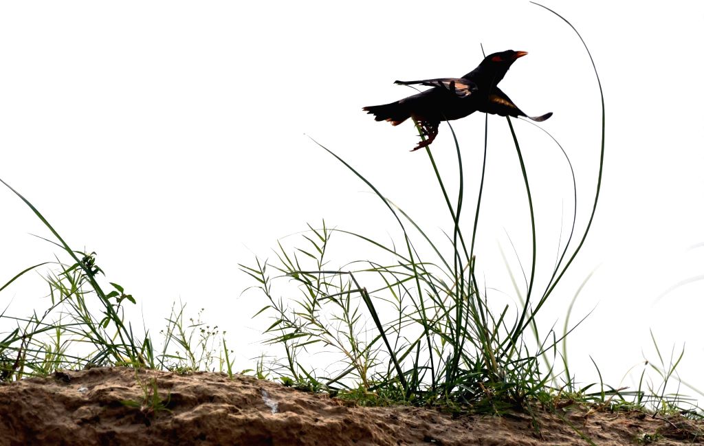 Myna birds nesting