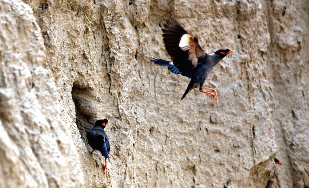 Myna birds nesting