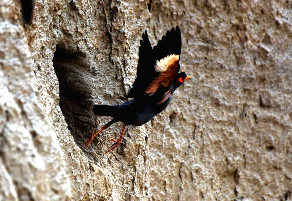 Myna birds nesting