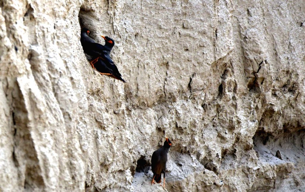 Myna birds nesting