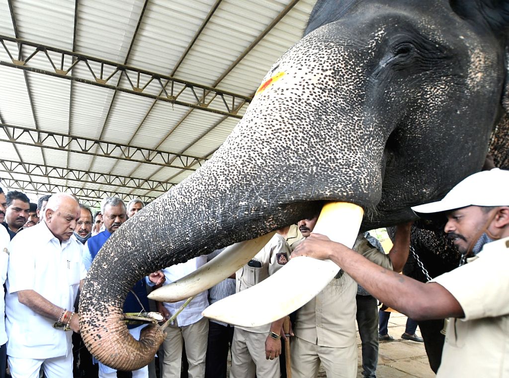 Mysuru : BJP leader BS Yeddiyurappa offers sugarcane to an elephant ...