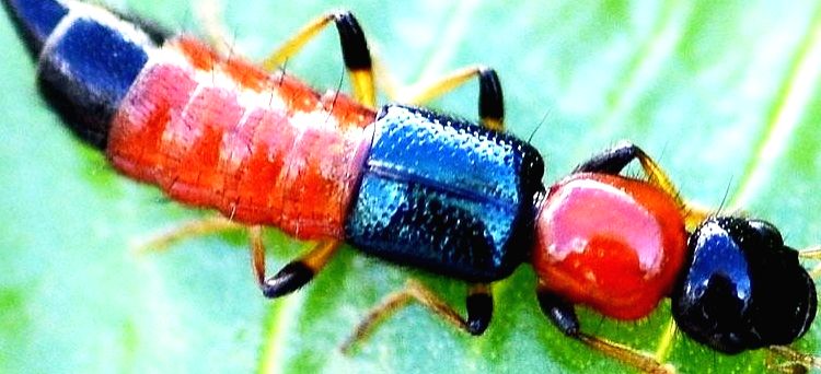 Nairobi fly a serious health threat in Bihar's Seemanchal region