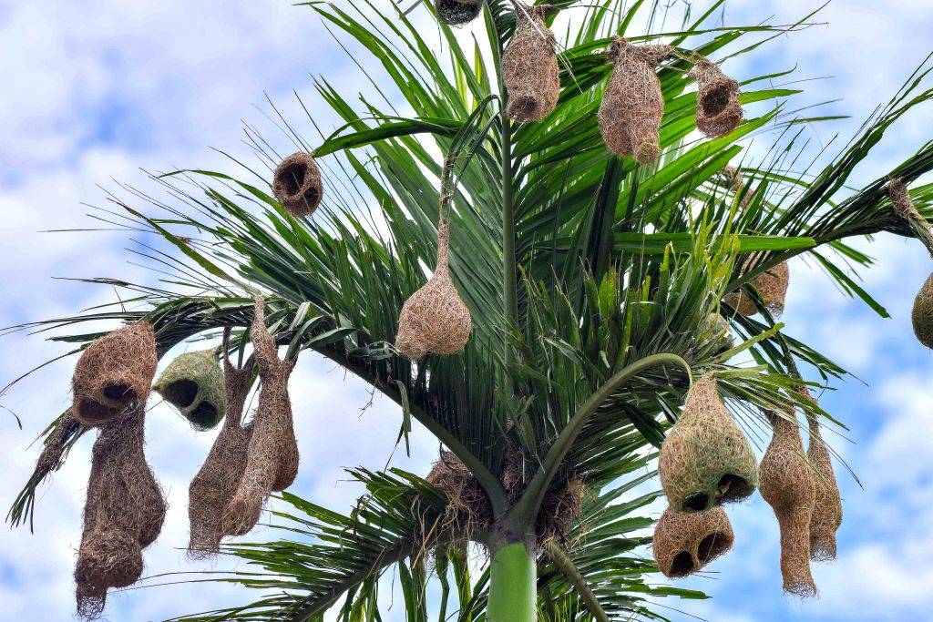 Nests of baya weavers hang from a tree