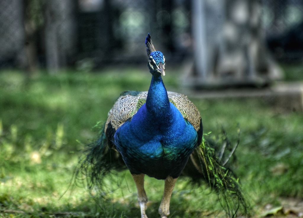 New Delhi : A peacock seen near Major Dhyan Chand Stadium garden