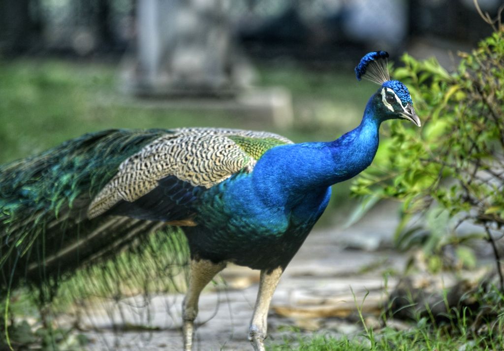 New Delhi : A peacock seen near Major Dhyan Chand Stadium garden