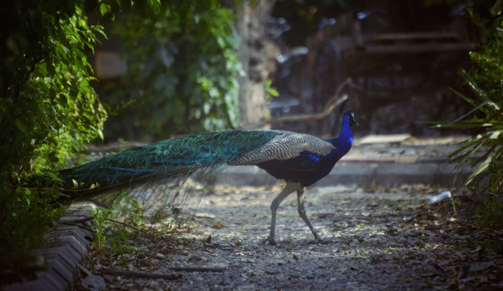 New Delhi : A peacock seen near Major Dhyan Chand Stadium garden