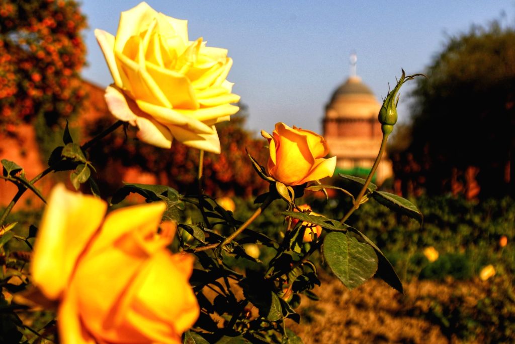 Magnificent Mughal Garden to be known as 'Amrit Udyan'