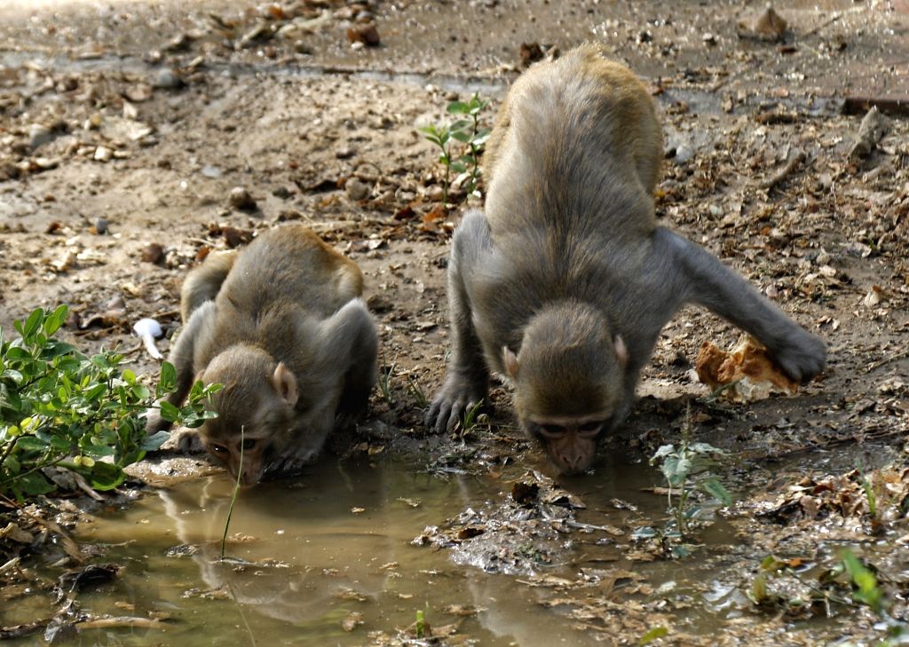 New Delhi : Monkeys drinking water during the hot summer day