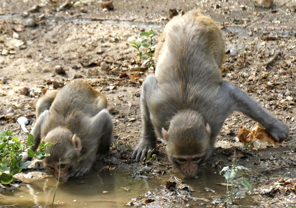 New Delhi : Monkeys drinking water during the hot summer day