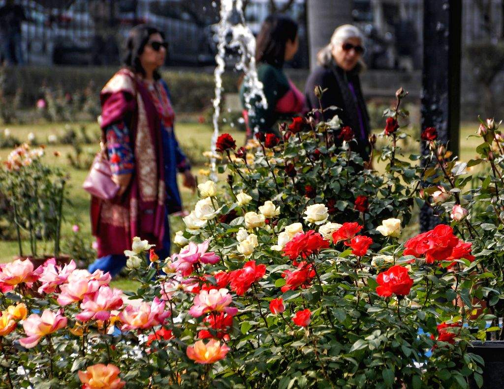 Winter Rose Show blooms in New Delhi