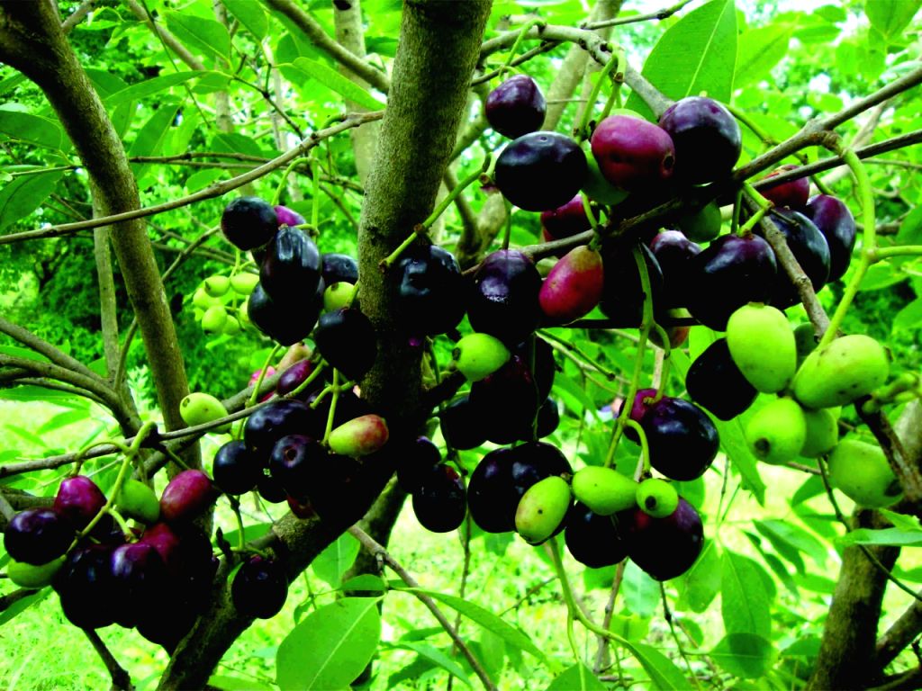 Uttar Pradesh 'Jamun' now exported to UK