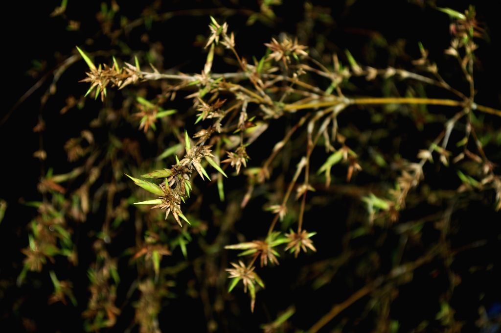 North Tripura: Bamboo flowers