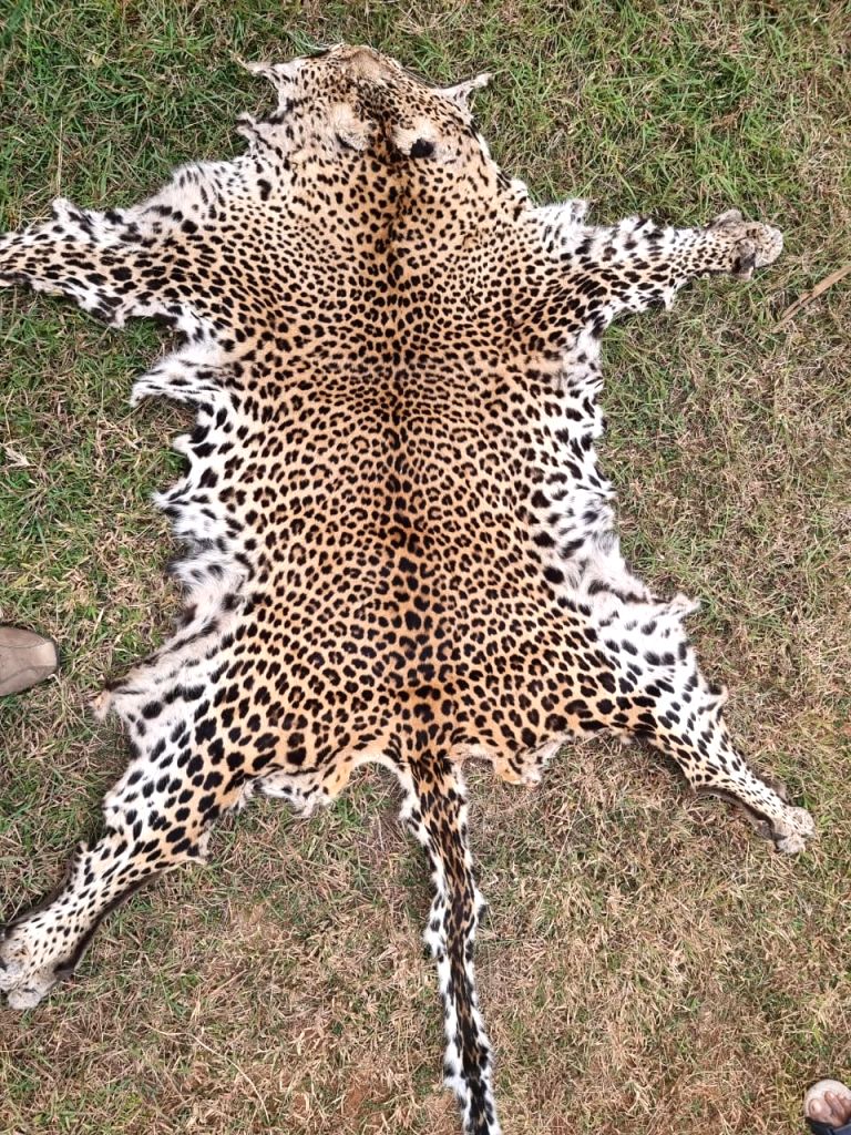 Odisha: Leopard skin seized, 2 held