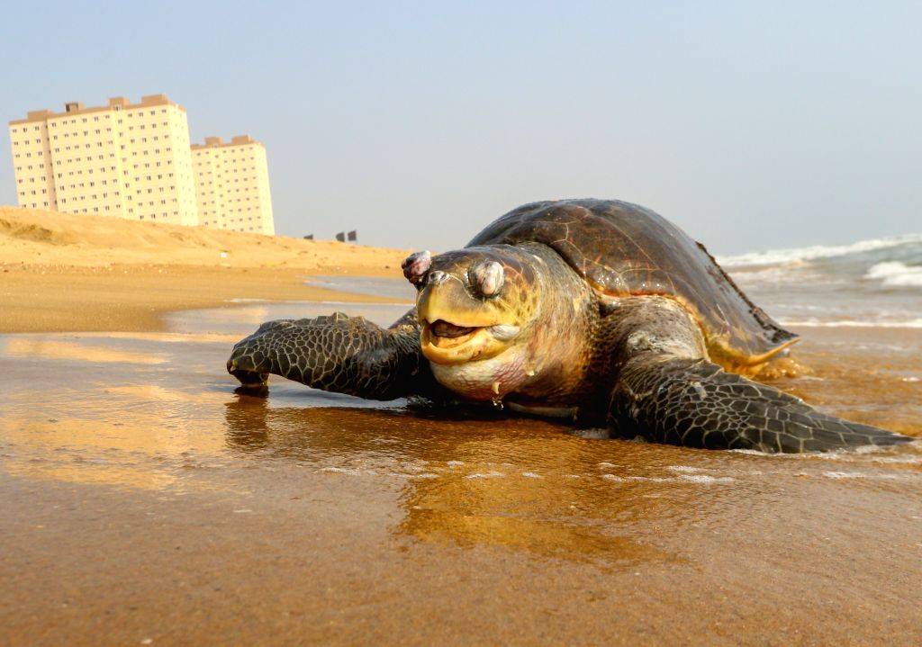 Olive Ridley Turtle Found Dead at Marina Beach