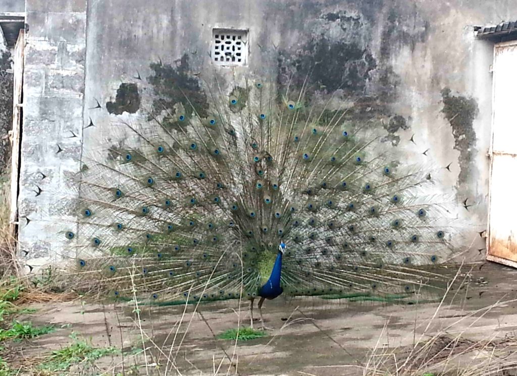 On the onset of mansoon peacocks at Chiran Palace