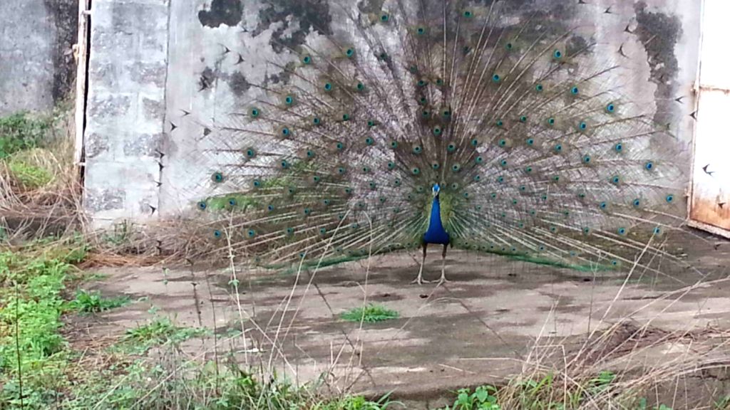 On the onset of mansoon peacocks at Chiran Palace