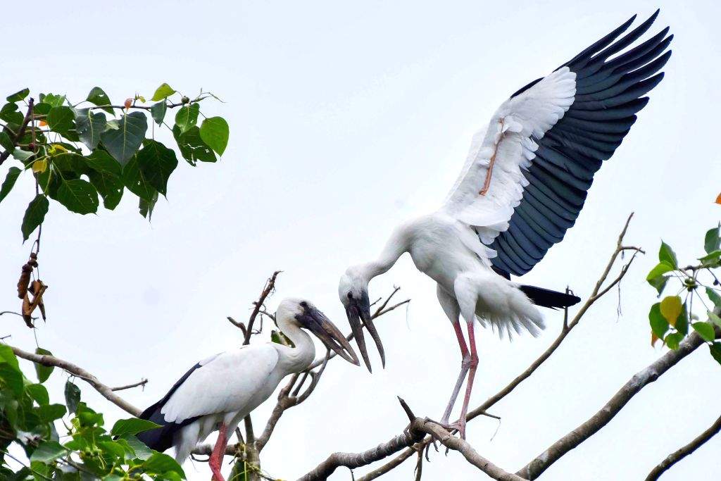 Openbill storks perch atop a tree