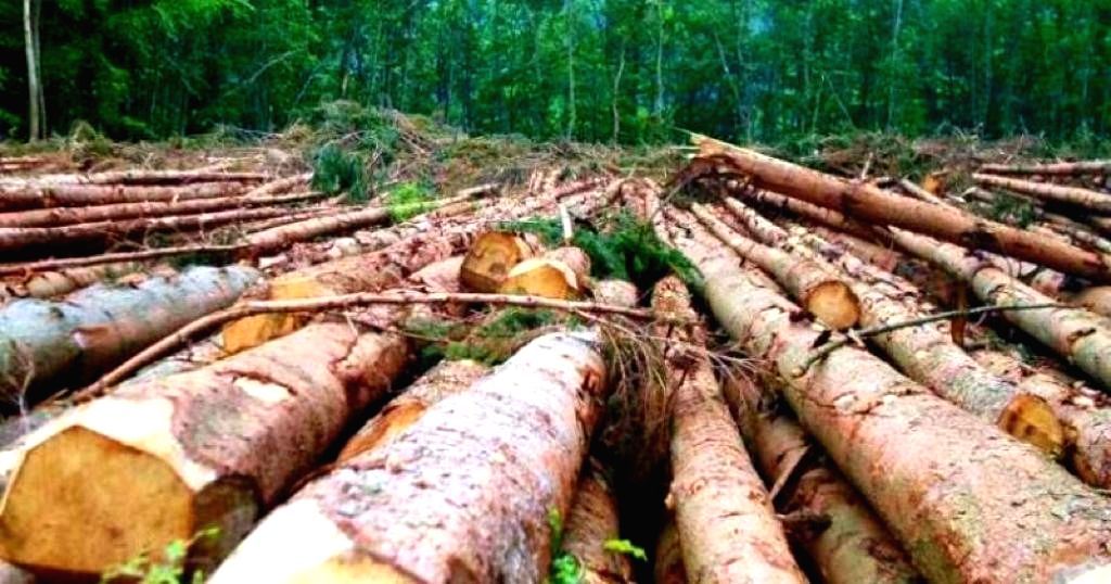 Free Photo :Over 62K ha forest land diverted, 19.5 lakh trees felled ...