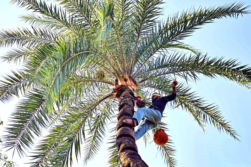 Palm Sap Collection