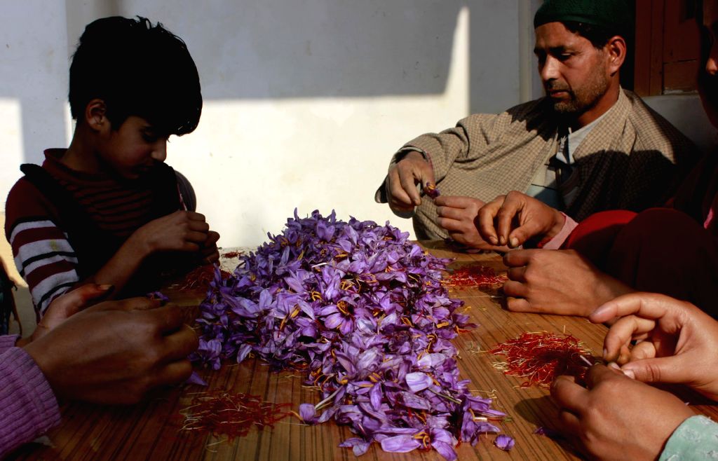 Saffron production