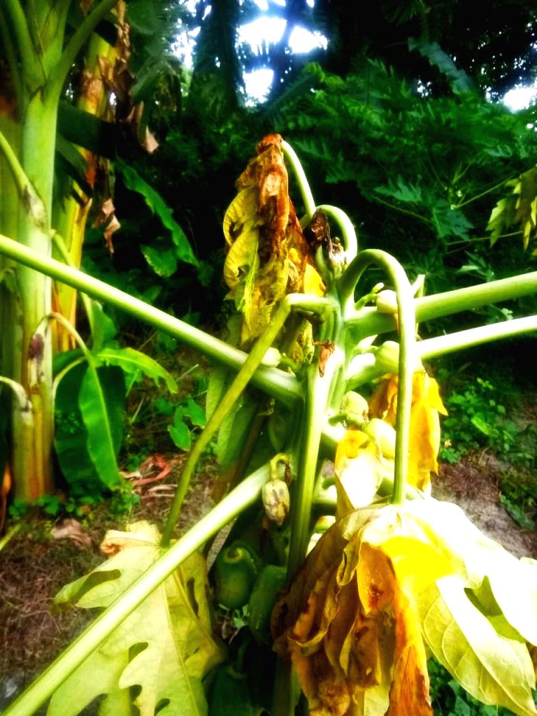 Free Photo : Papaya root rot in Bihar, papaya ring spot viral disease ...