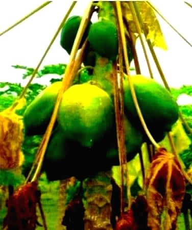 Free Photo : Papaya root rot in Bihar, papaya ring spot viral disease ...