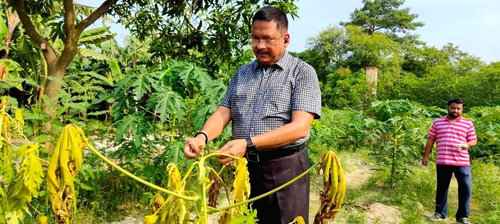 Free Photo : Papaya root rot in Bihar, papaya ring spot viral disease ...