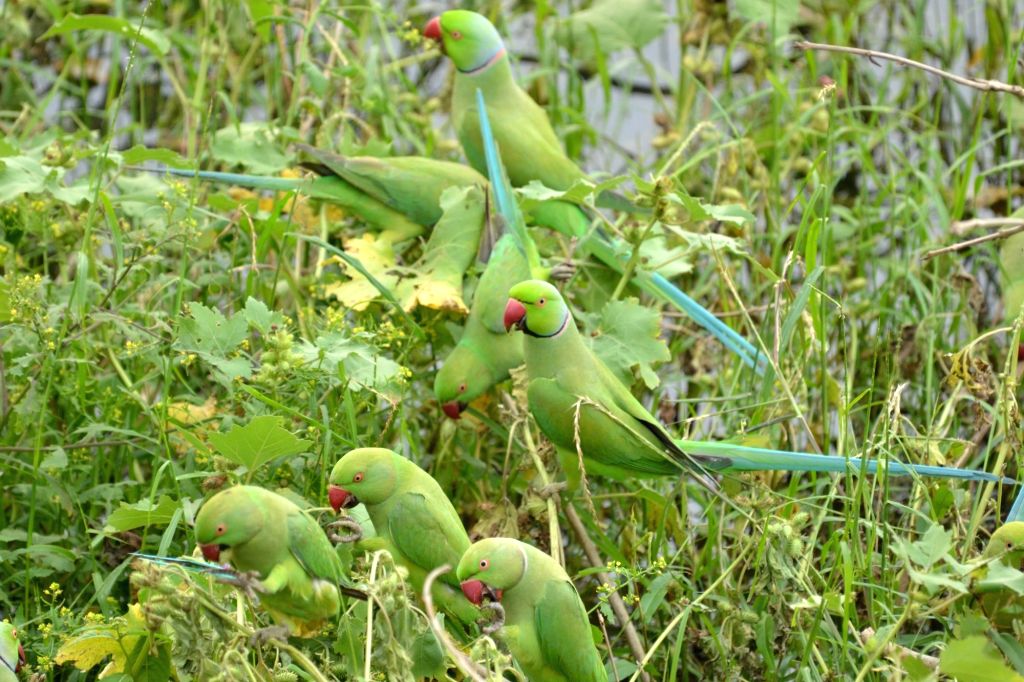 Parrots at Kaziranga National Park
