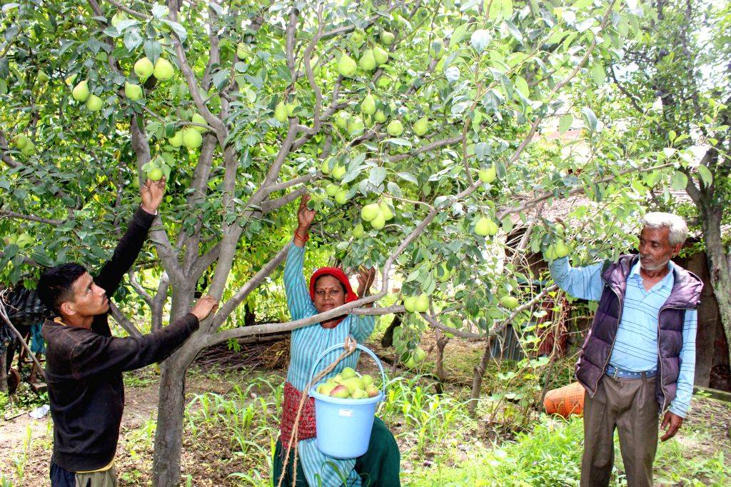 Pear Harvest Season Underway in Kullu