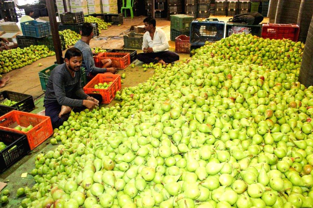 Pear Harvest Season Underway in Kullu