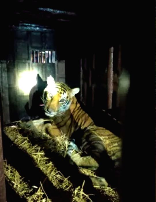 Free photo :People celebrate as prowling tiger lands up in cage in K'taka