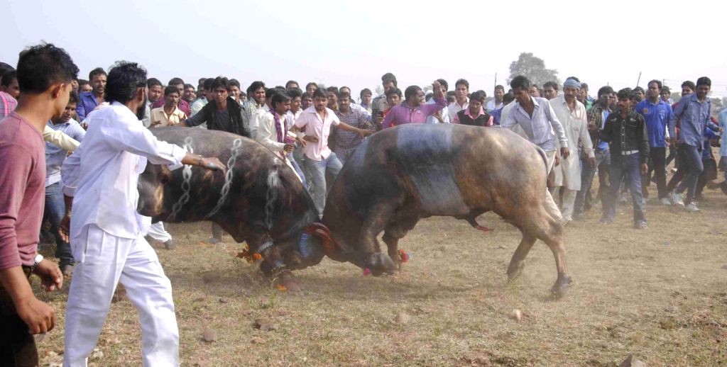 Bull fight on Govardhan Puja