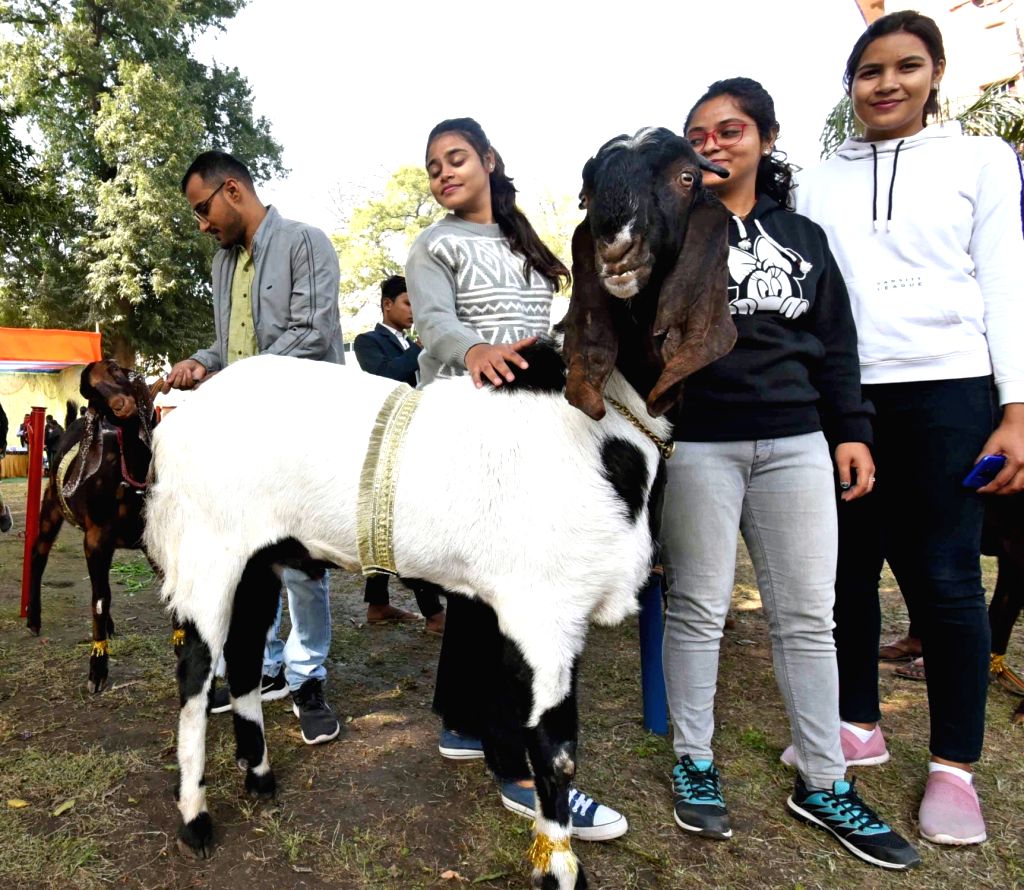 People with their pet during a Goat Show Source : BR_ID